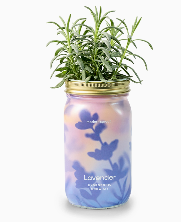 Lavender Hydroponic Grow Kit The Bottled Olive Pantry